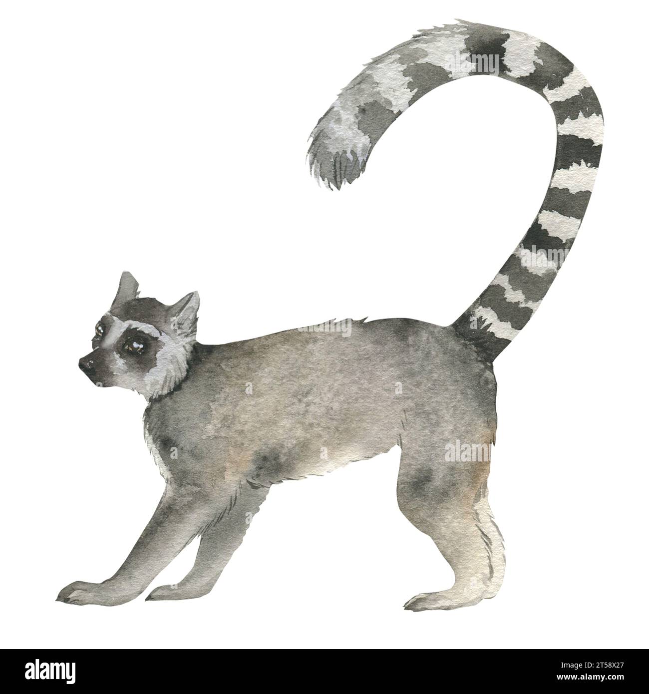 Watercolor illustration of lemur. Hand drawn, isolated. Suitable for ...