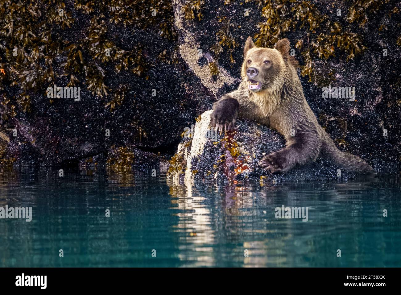 Grizzly bear female foraging on mussels along the low tide line in ...