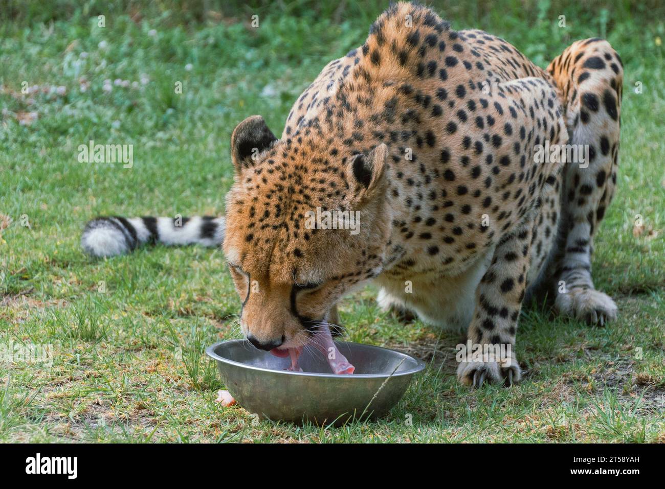 A cheetah eats fresh meat from a bowl at an animal sanctuary in ...