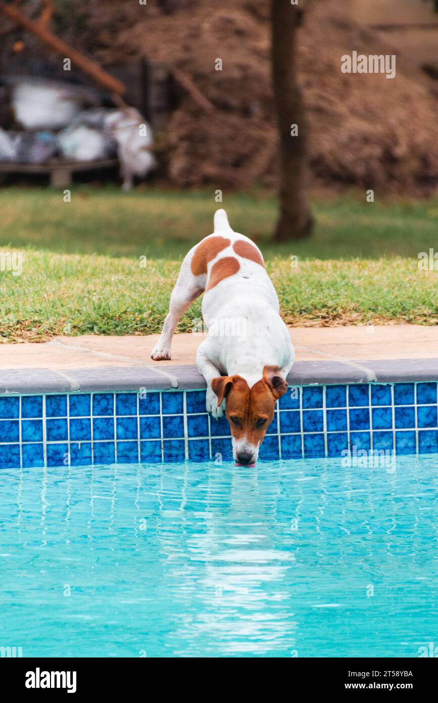 A jack russell dog takes a drink from a swimming pool in a garden in ...