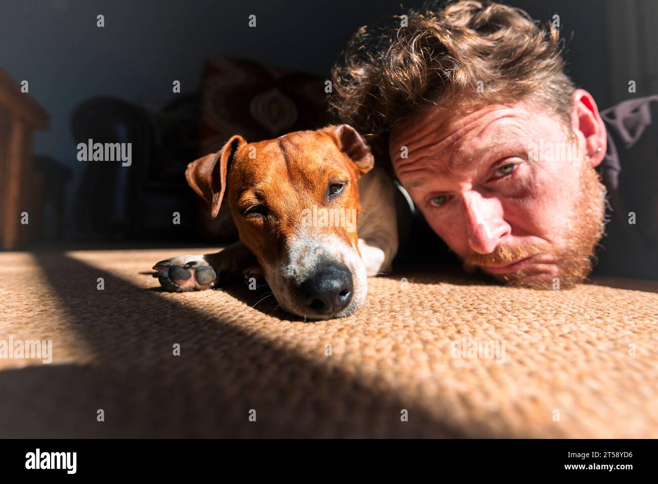 A man relaxes and has fun with his Jack Russell dog in the sunlight in ...