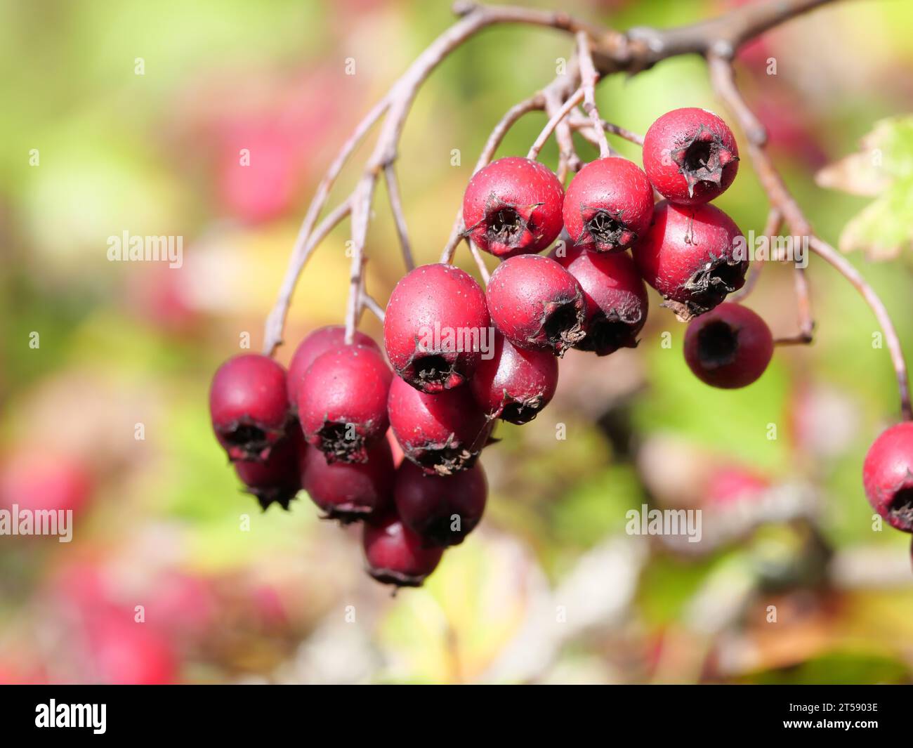 Fruit clusters with edible fruits and leaves of common hawthorn ...