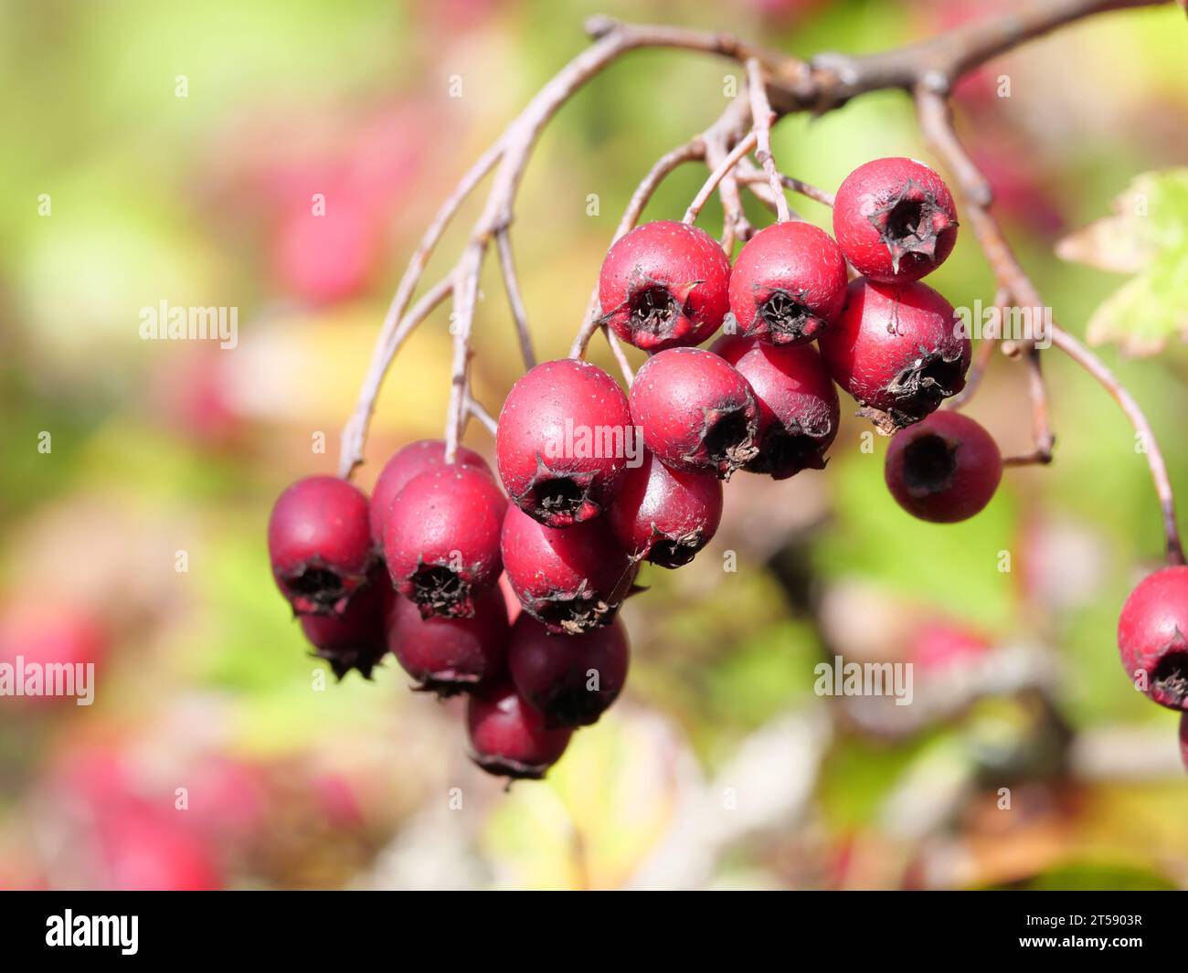 Fruit clusters with edible fruits and leaves of common hawthorn ...