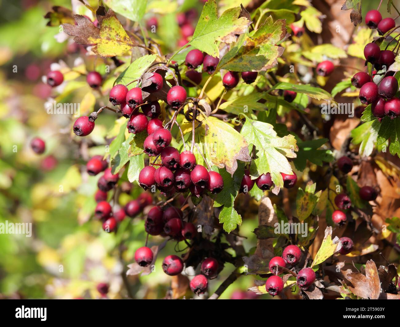 Fruit clusters with edible fruits and leaves of common hawthorn ...