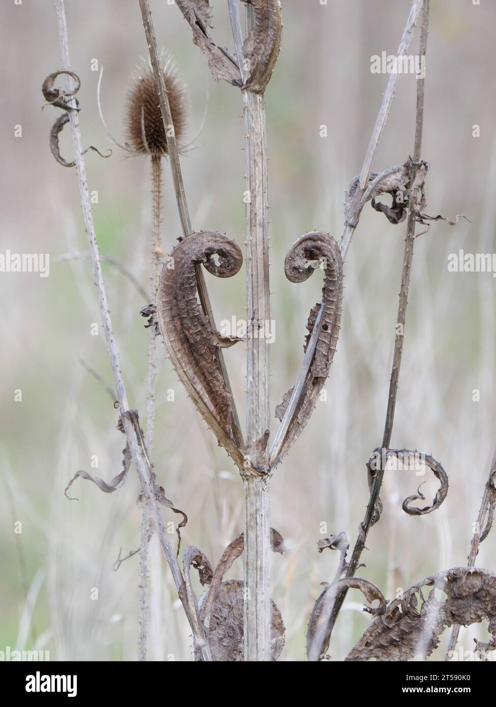 Curved dry leaves and ripe brown spiny inflorescences of teasel ...