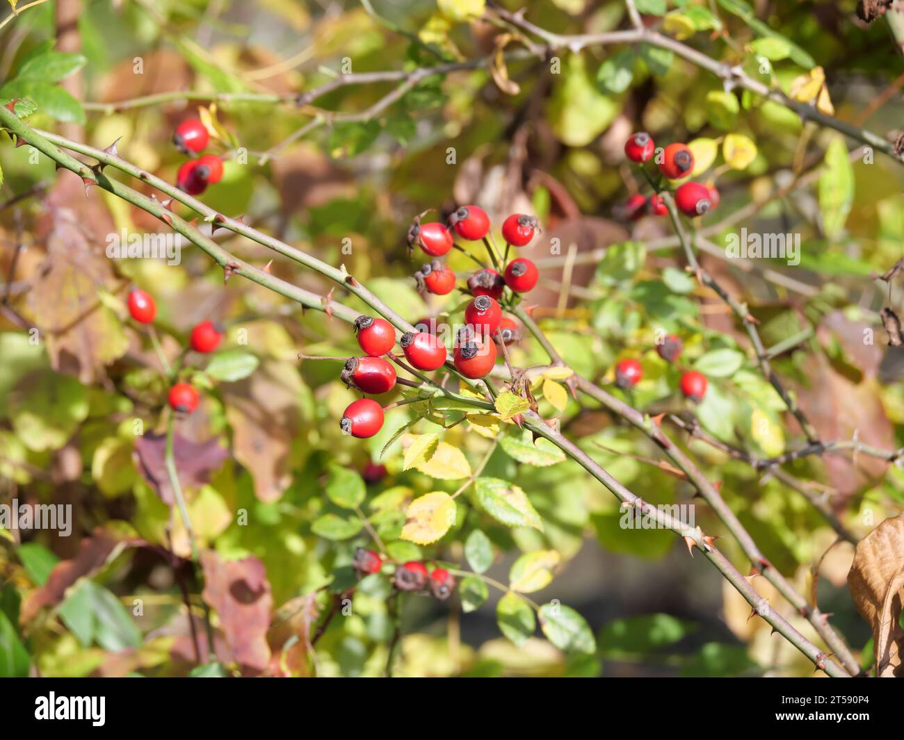 Close-up of the ripe red rose hip of a wild dog rose Rosa canina in ...