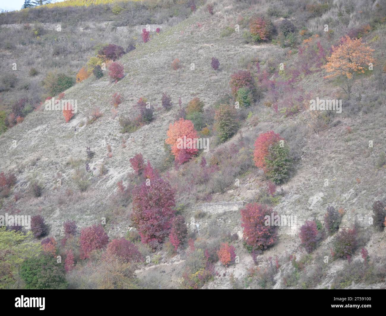 Dry slopes and former vineyards with red-colored trees and bushes near ...