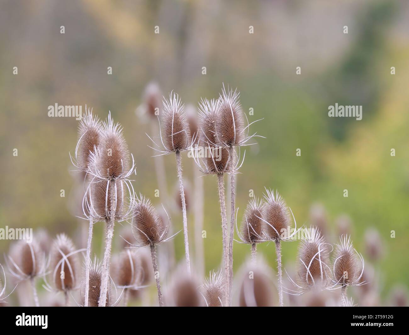 The ripe brown prickly fruit stalks of teasel (Dipsacus) in fall with ...