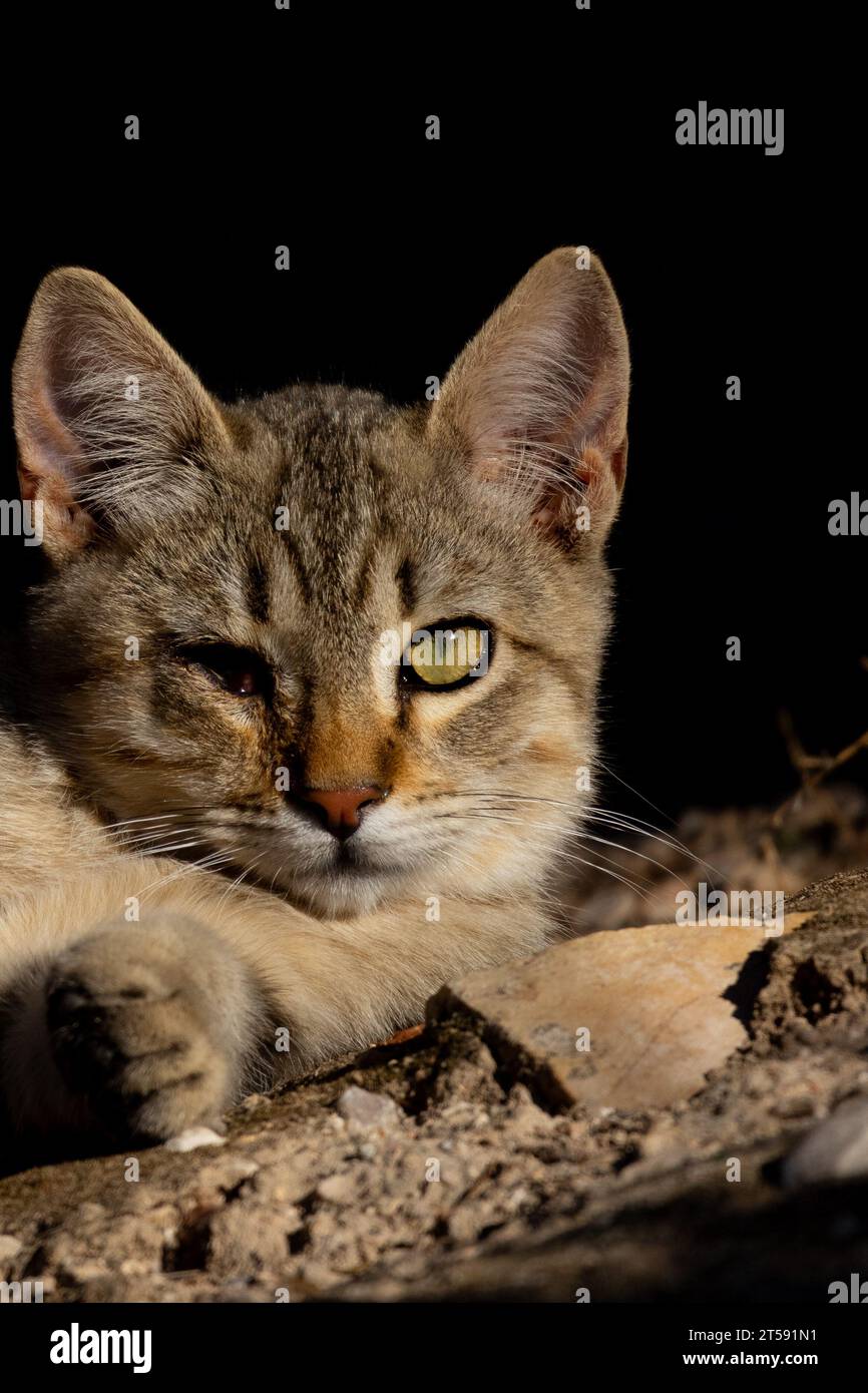 Cat eye injury hi-res stock photography and images - Alamy