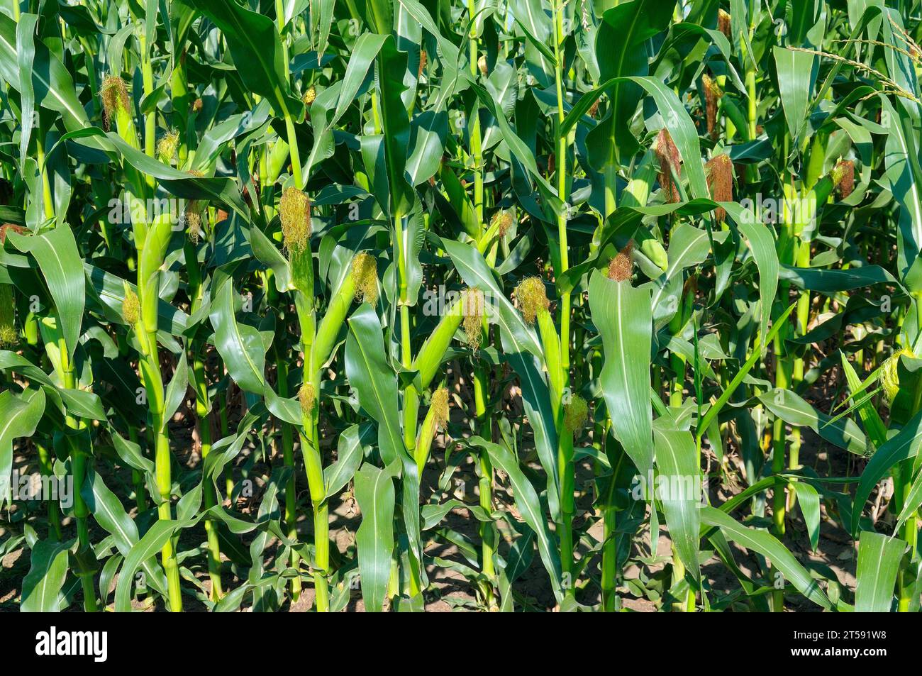 Background green stalks corn hi-res stock photography and images - Alamy