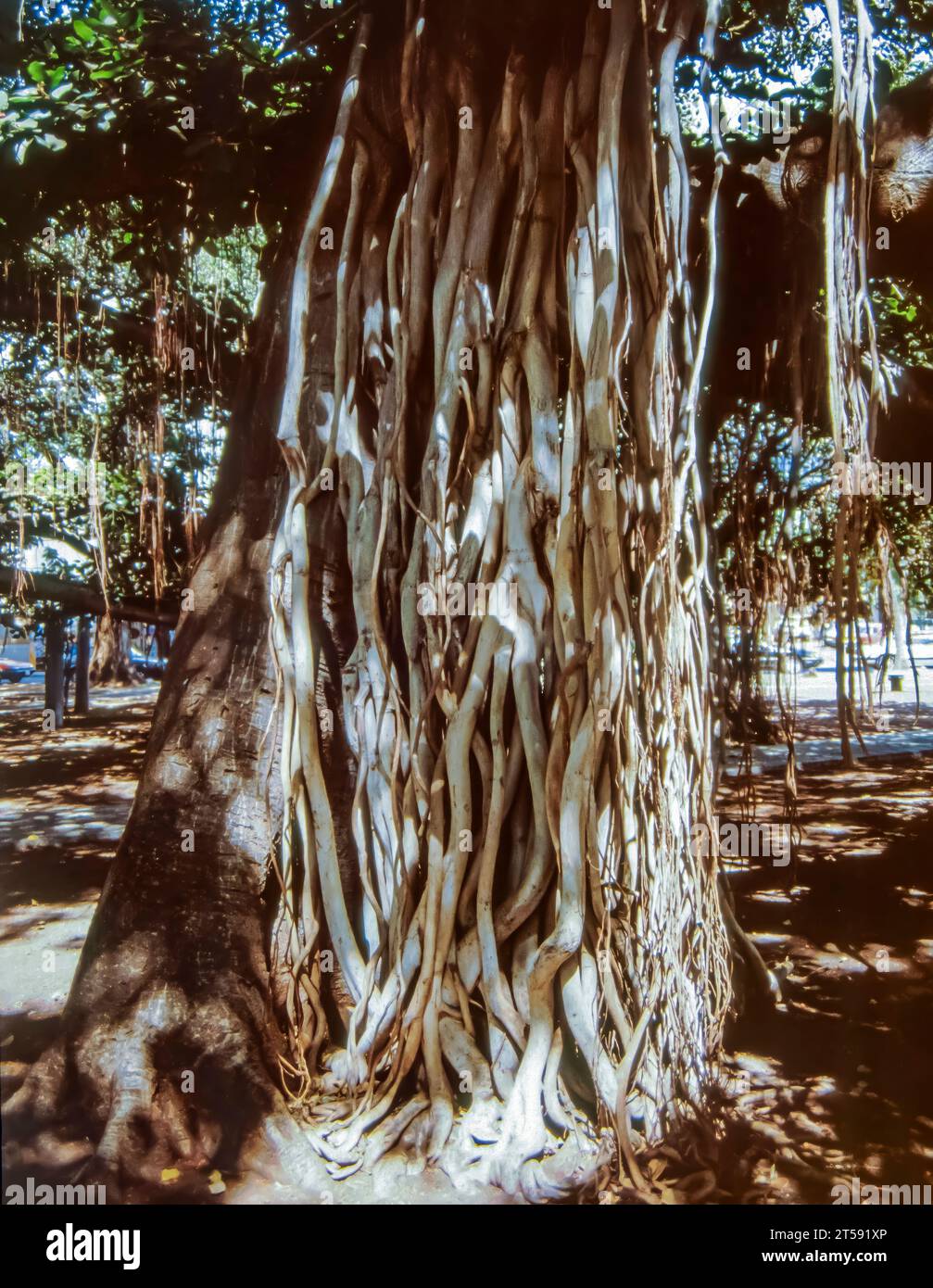 Lahaina, Maui, Hawaii, June 2, 1989 - Old Slide of The Historic 150 ...