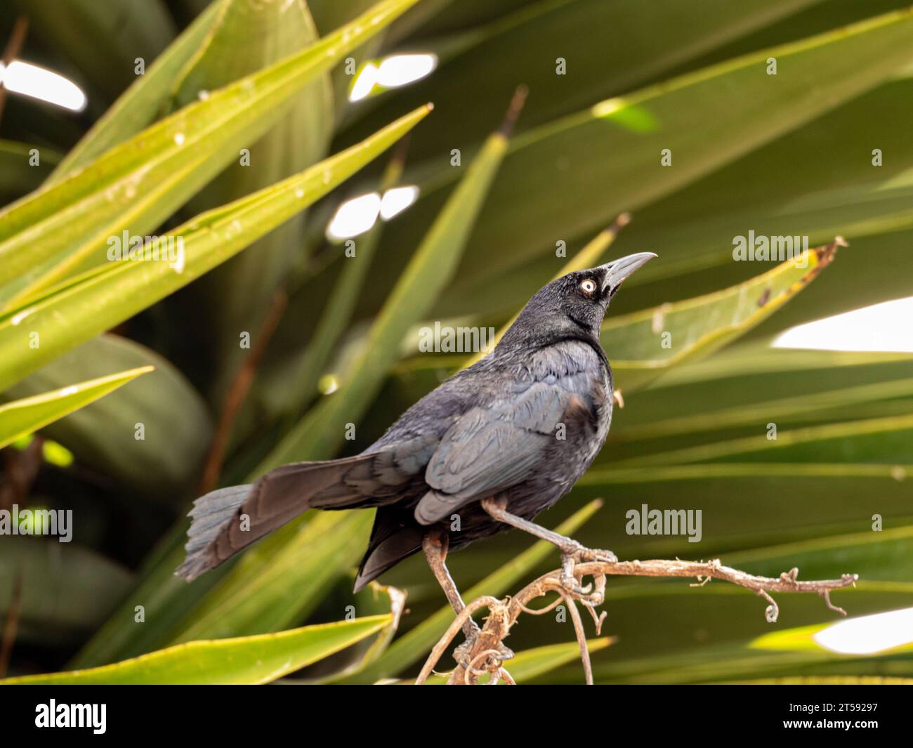Raven (Black Thrush). Samacá, Boyacá, Andes, Colombia, South America ...