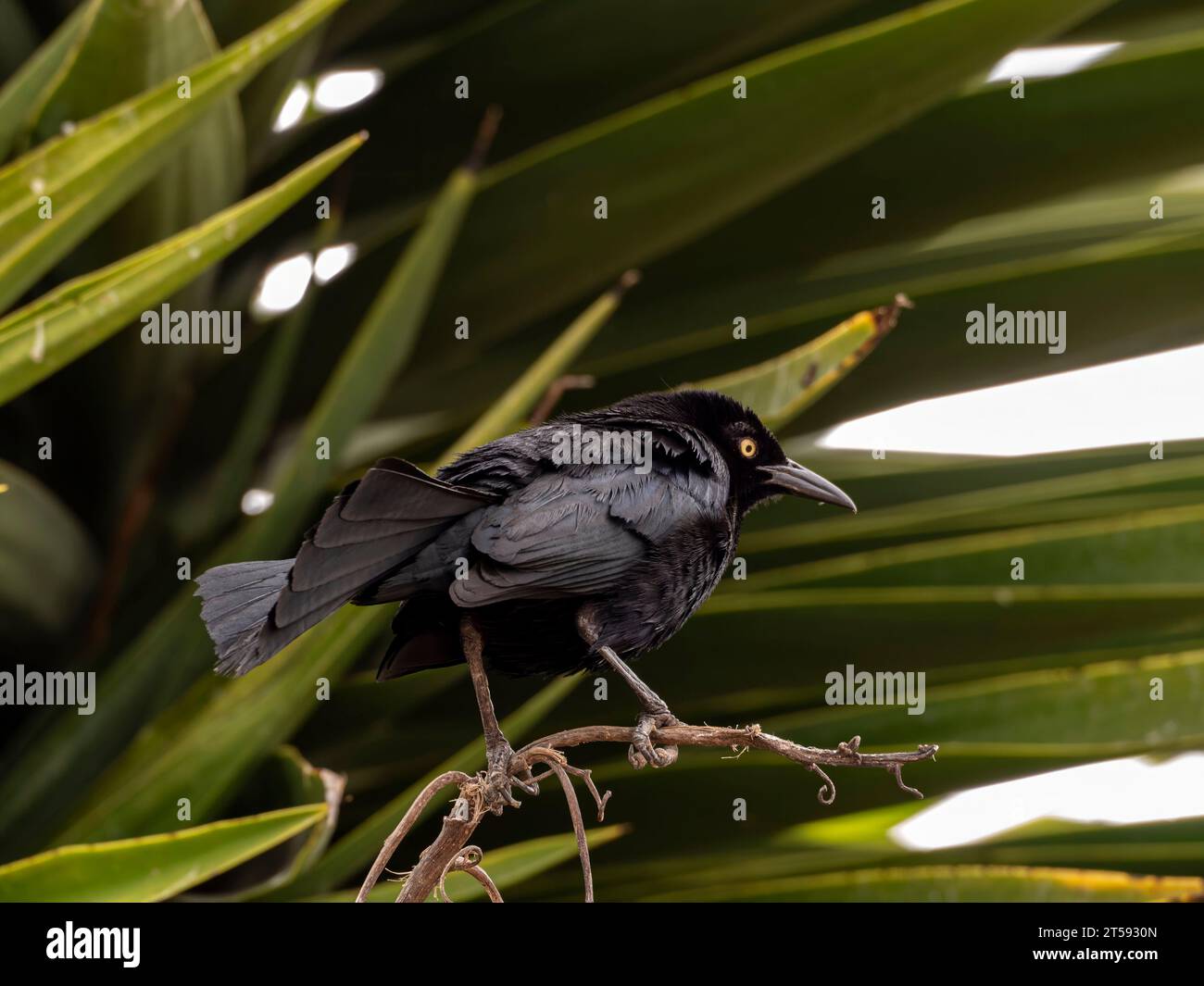 Raven (Black Thrush). Samacá, Boyacá, Andes, Colombia, South America ...