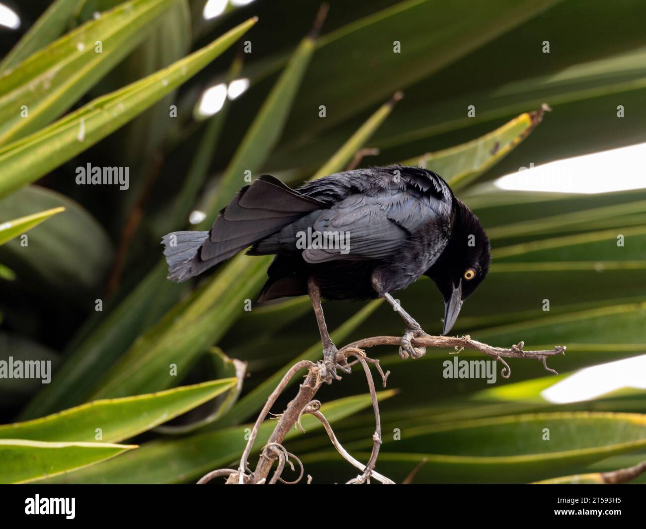 Raven (Black Thrush). Samacá, Boyacá, Andes, Colombia, South America ...