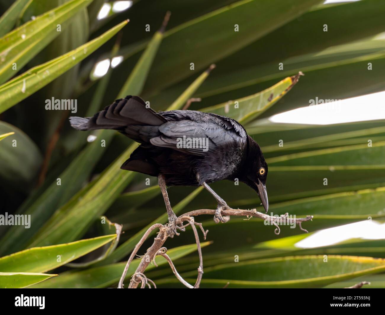 Raven (Black Thrush). Samacá, Boyacá, Andes, Colombia, South America ...