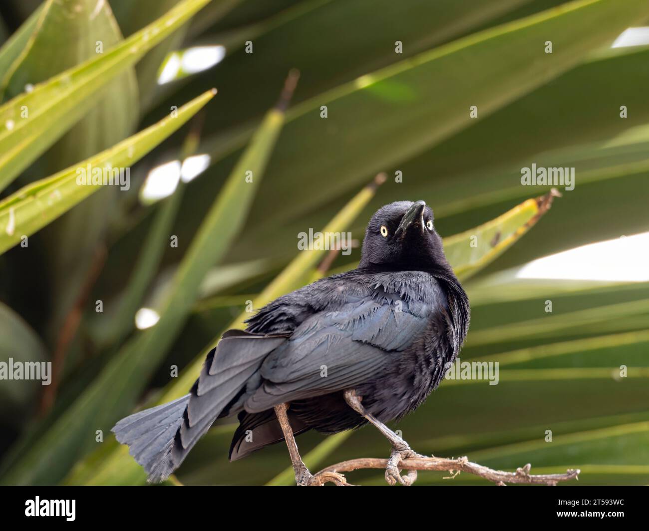 Raven (Black Thrush). Samacá, Boyacá, Andes, Colombia, South America ...
