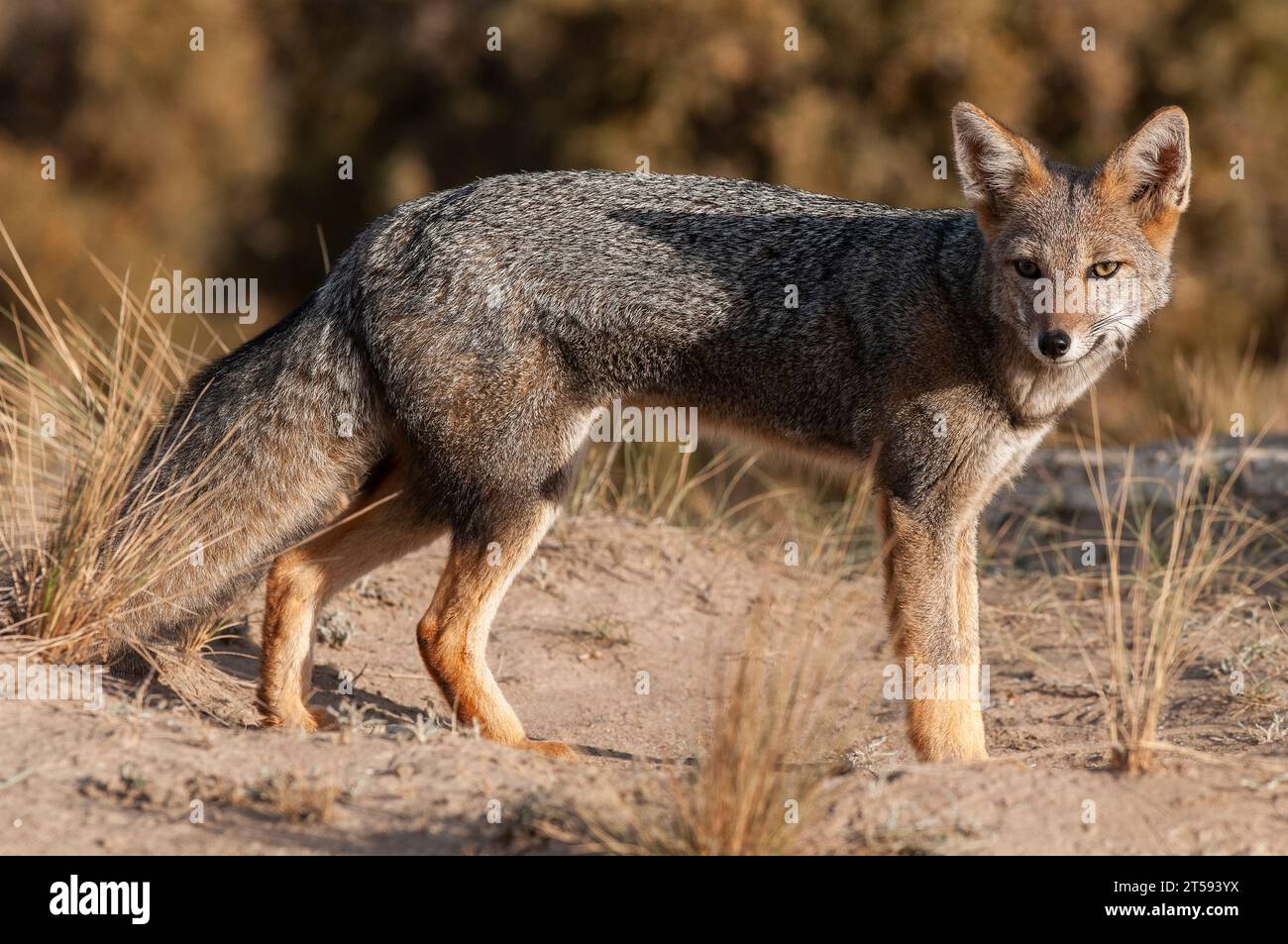 Pampas Grey fox in Pampas grass environment, La Pampa province ...