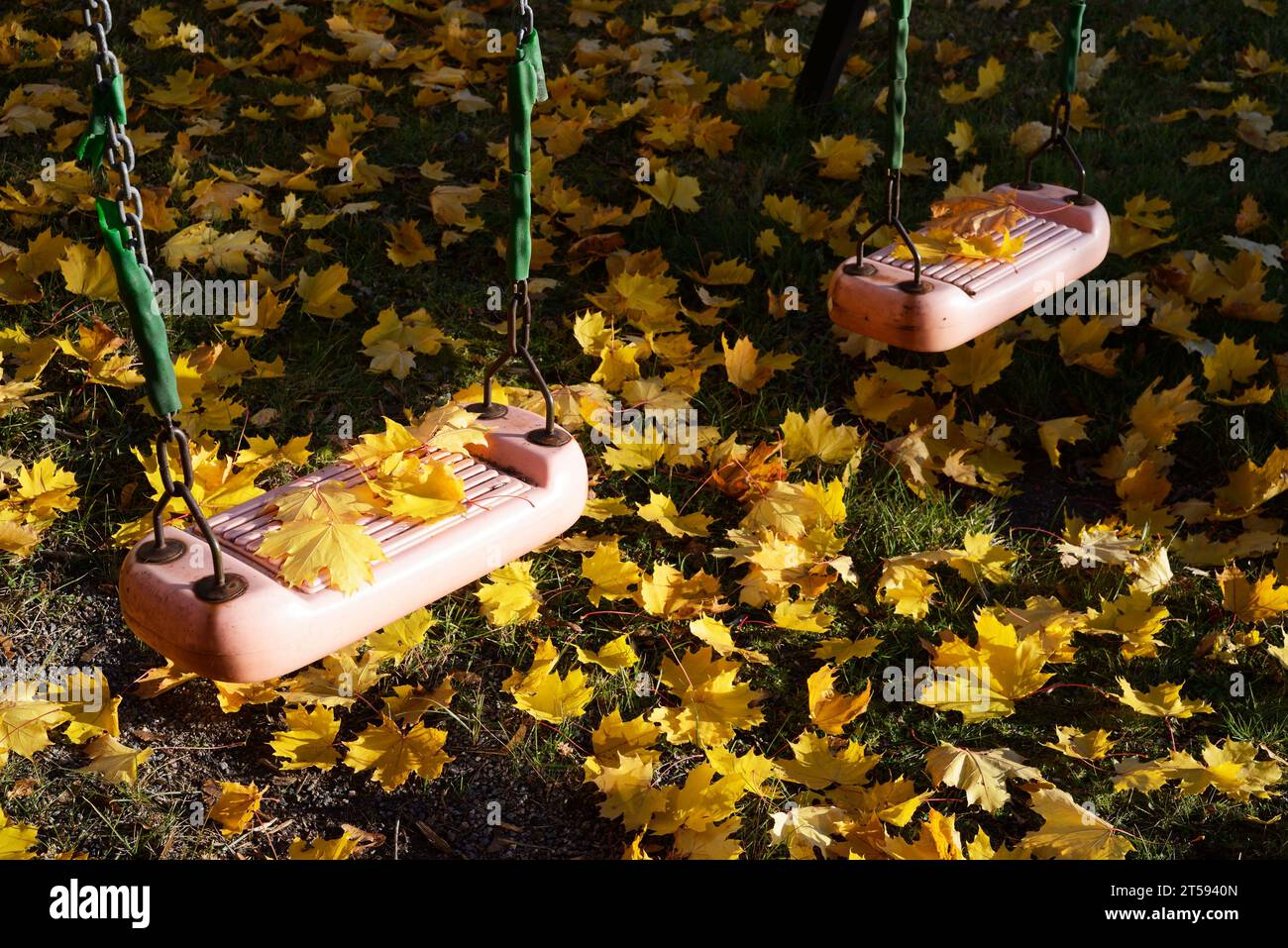 kids swing in the yard in autumn covered with autumn yellow maple ...