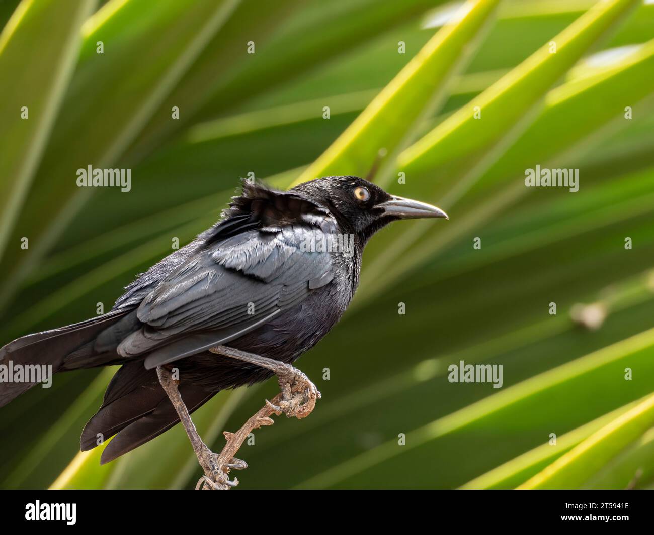 Raven (Black Thrush). Samacá, Boyacá, Andes, Colombia, South America ...