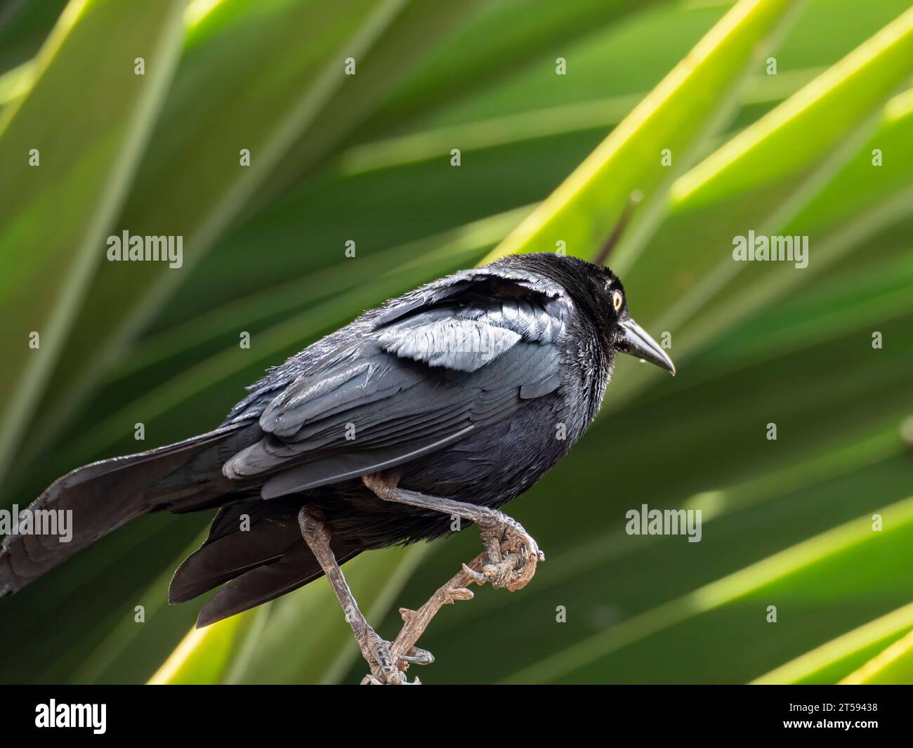 Raven (Black Thrush). Samacá, Boyacá, Andes, Colombia, South America ...