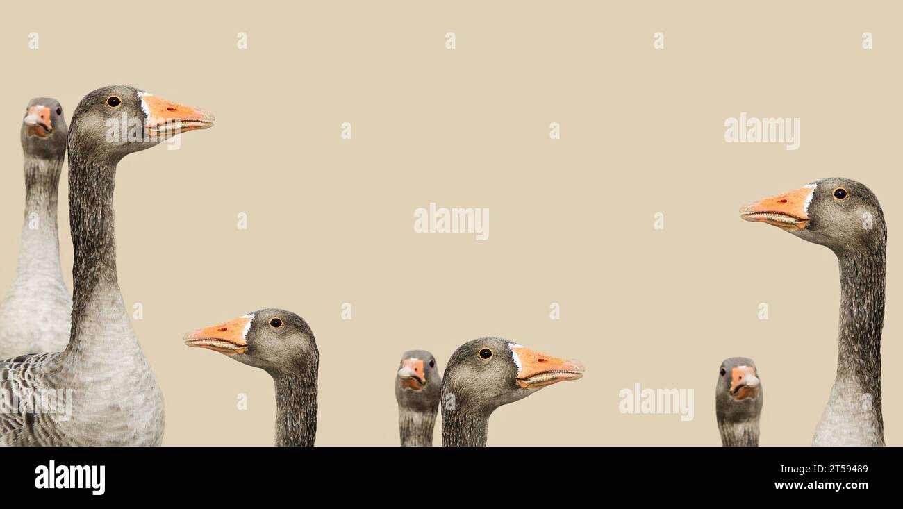 Geese. Light background. Minimal bizarre composition. Funny topic ...