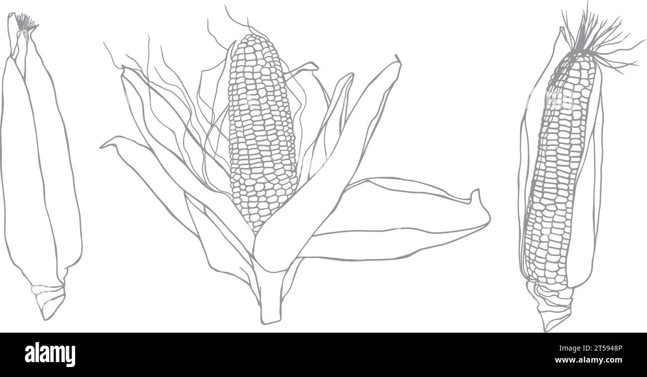 Corn hand drawn vector illustration set. Isolated Vegetable engraved ...