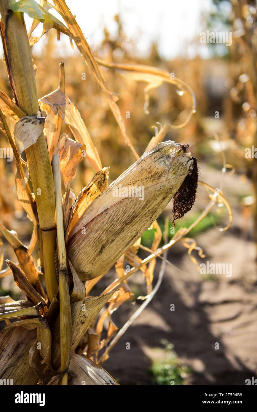 Corn cob growing on plant ready to harvest, Argentine Countryside ...