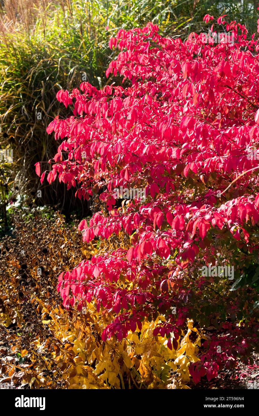 Compact burning bush Euonymus alatus "Compactus Stock Photo - Alamy