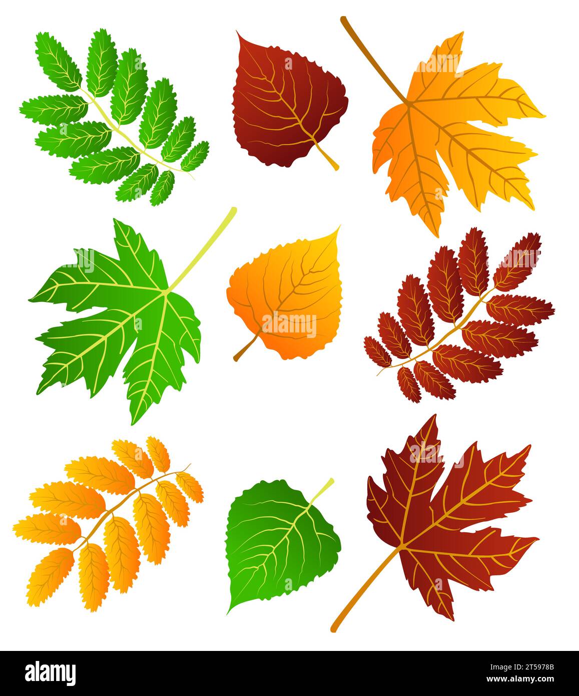 Set of autumn leaves, different colors on white background with shadow ...