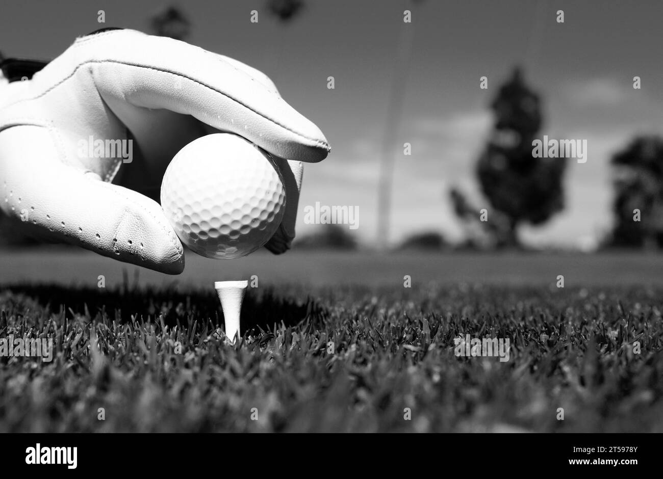 Hand putting golf ball on tee in golf course. Golf ball in grass. Golf ... Hand putting golf ball on tee in golf course. Golf ball in grass. Golf ...