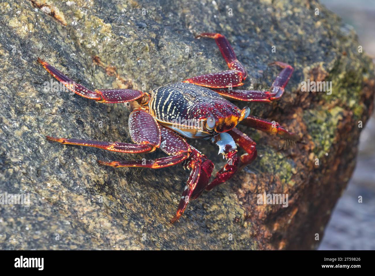 Red Sally Lightfoot Crab (Grapsus grapsus) on rock at the beach in ...
