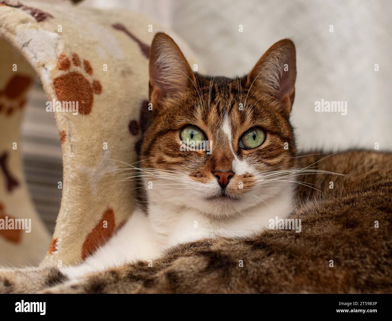 Cat, American Wirehair, female. Tunja, Colombia, South America Stock ...