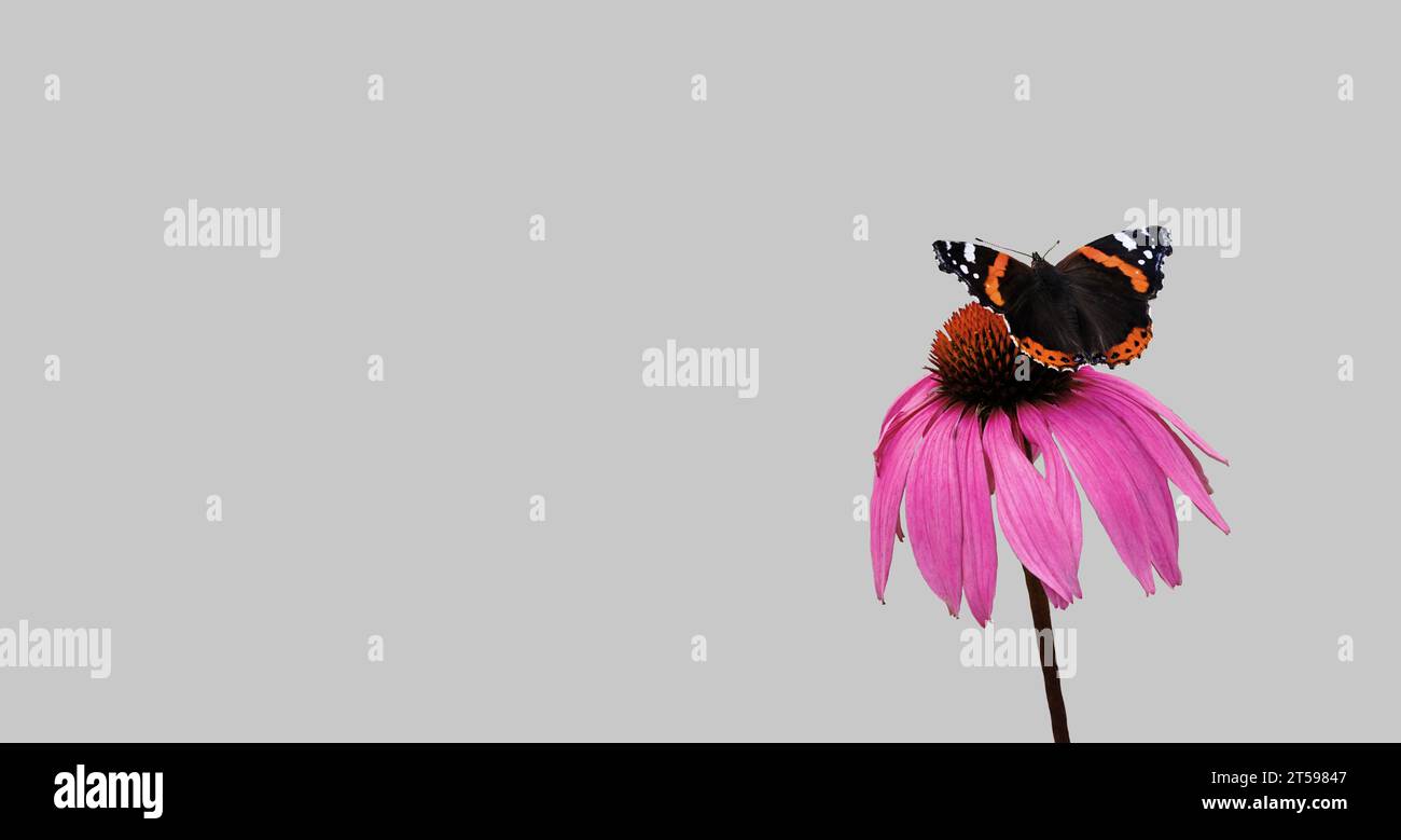 Flower blossom and butterfly. Minimalism. Bright colors. Cut out Stock ...
