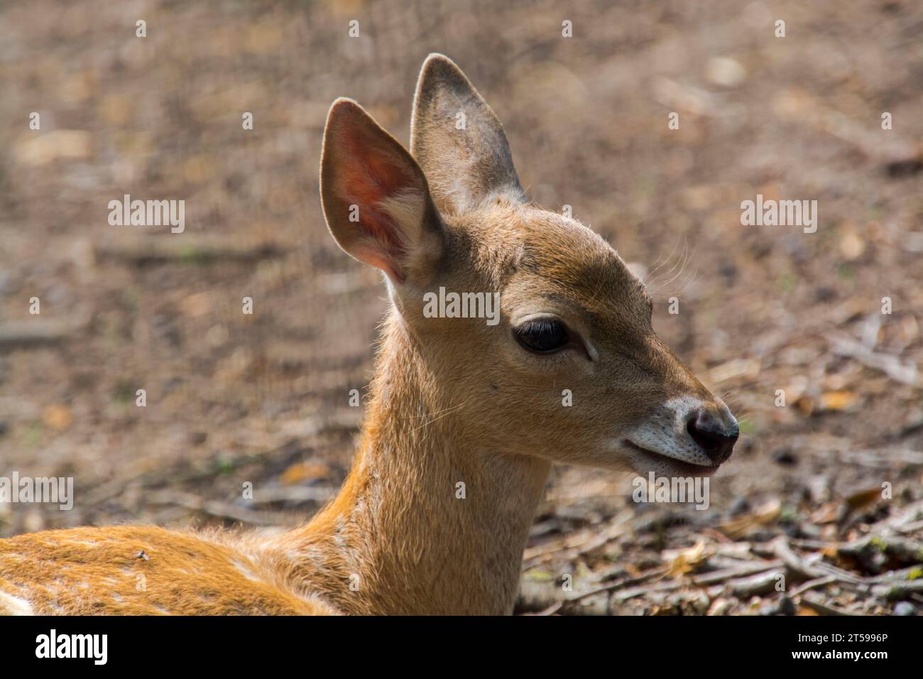 Persian fallow deer fawn, its scientific name is Dama mesopotamica ...