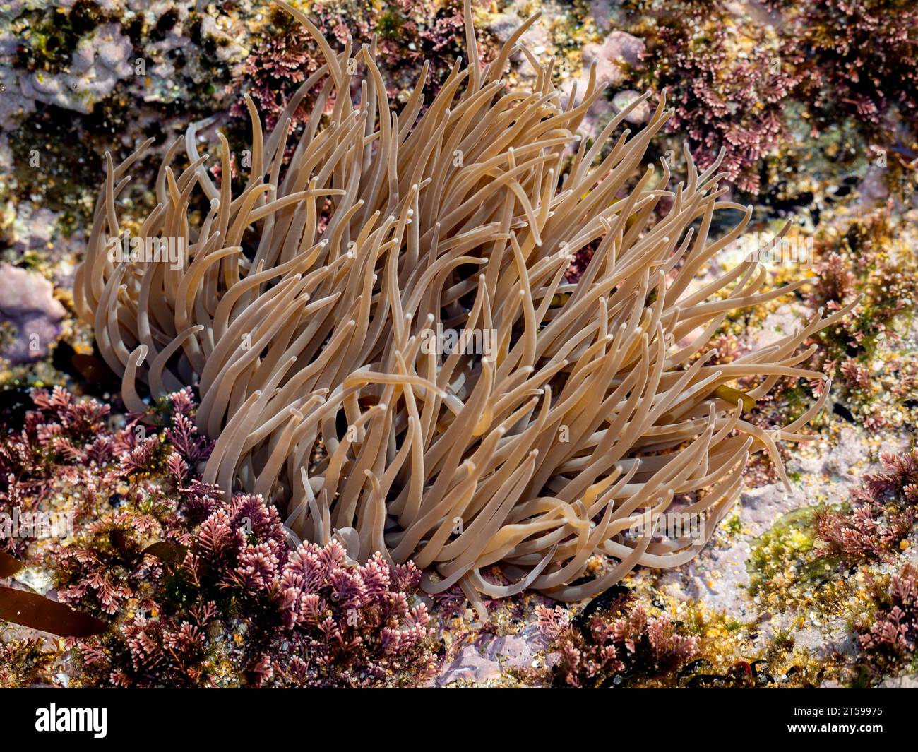 snakelocks anemone (Anemonia viridis) on a rock during low tide Stock ...