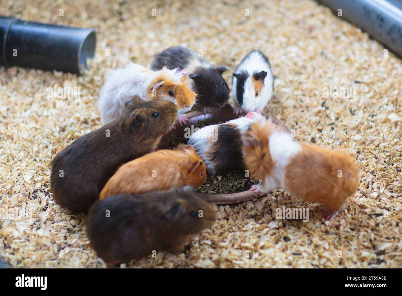 Guinea pig. Pet care. Home animal. Multi color guinea pigs play and eat. Cute rodent Stock Photo ...