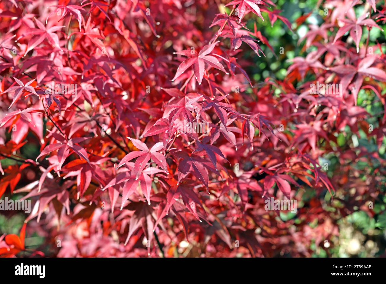 Acer palmatum herbst hi-res stock photography and images - Alamy