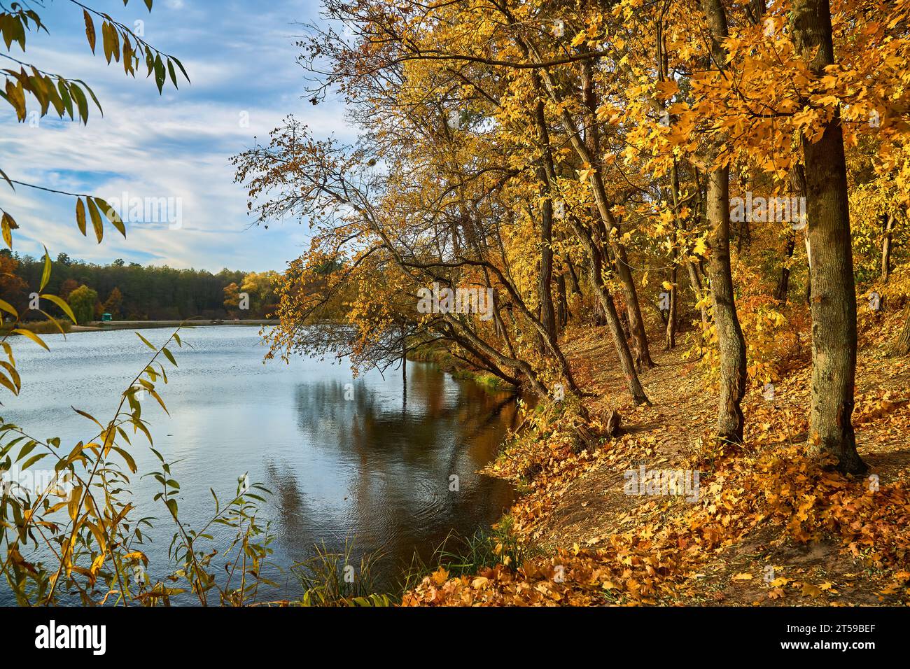 beautiful landscape of golden autumn forest edge with birches and water beautiful reflection of ...