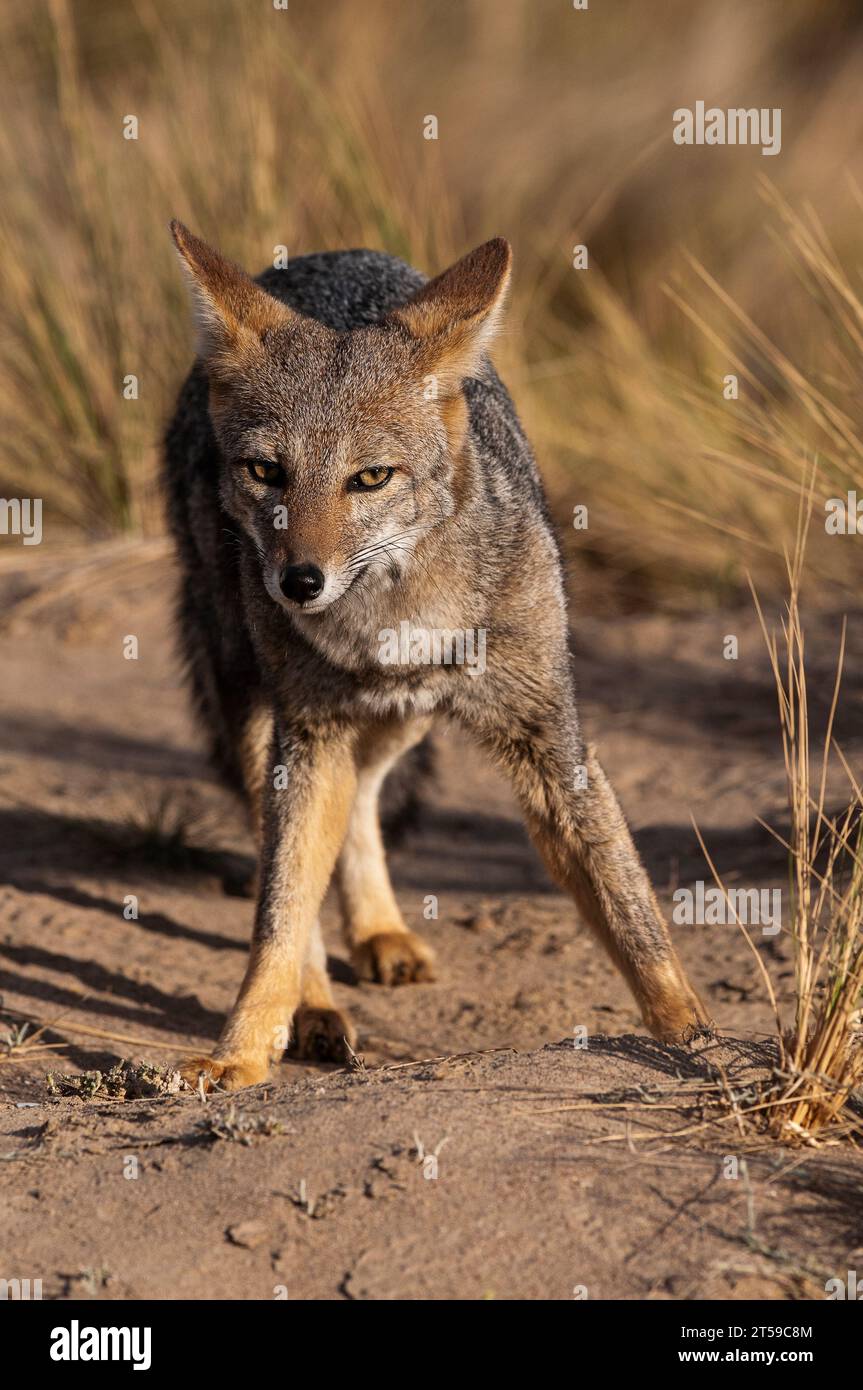 Pampas Grey fox in Pampas grass environment, La Pampa province ...