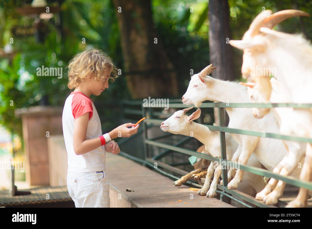 Kids feed animals at petting zoo. Family day trip to safari park. Child ...