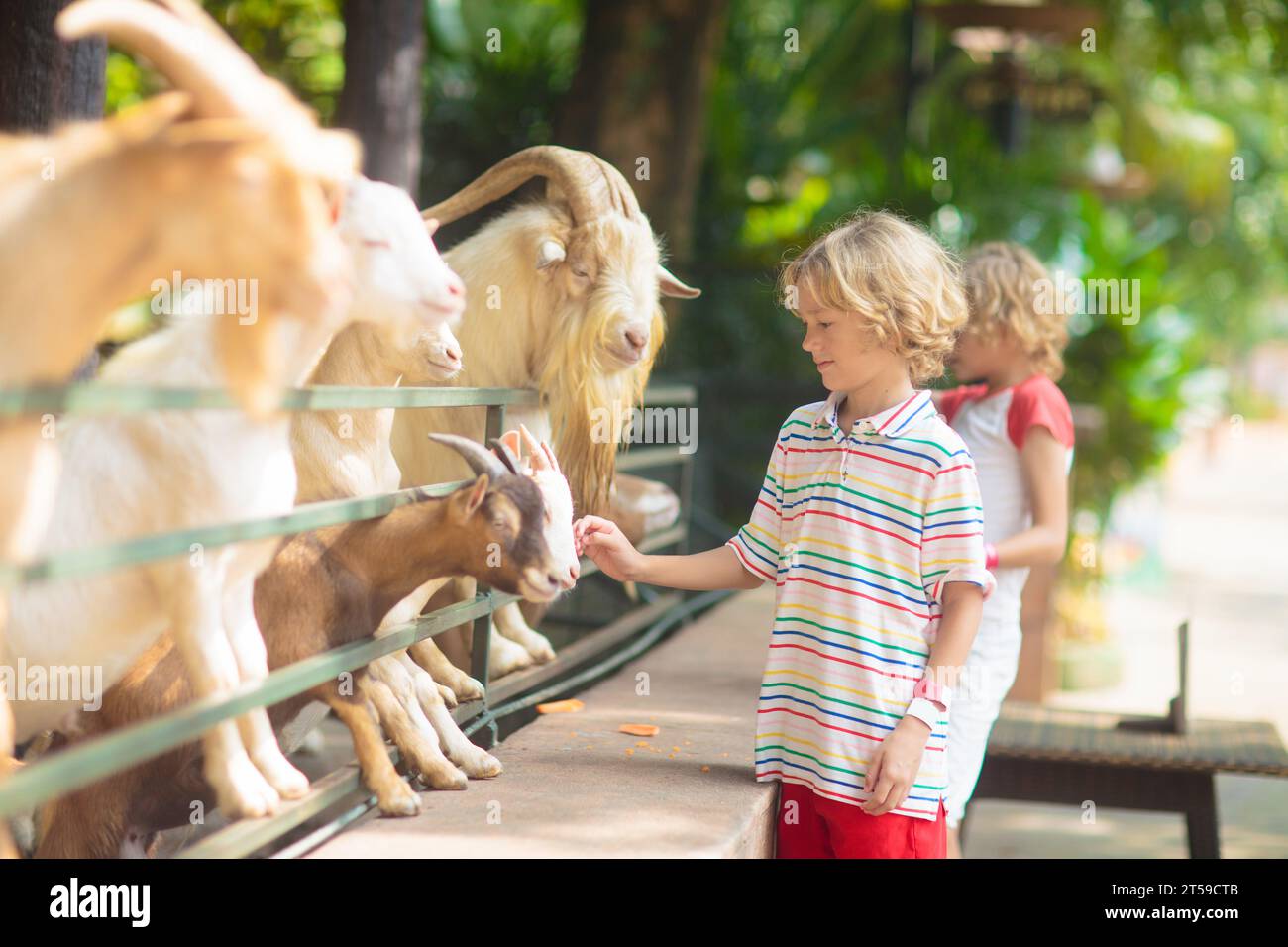 Kids feed animals at petting zoo. Family day trip to safari park. Child ...
