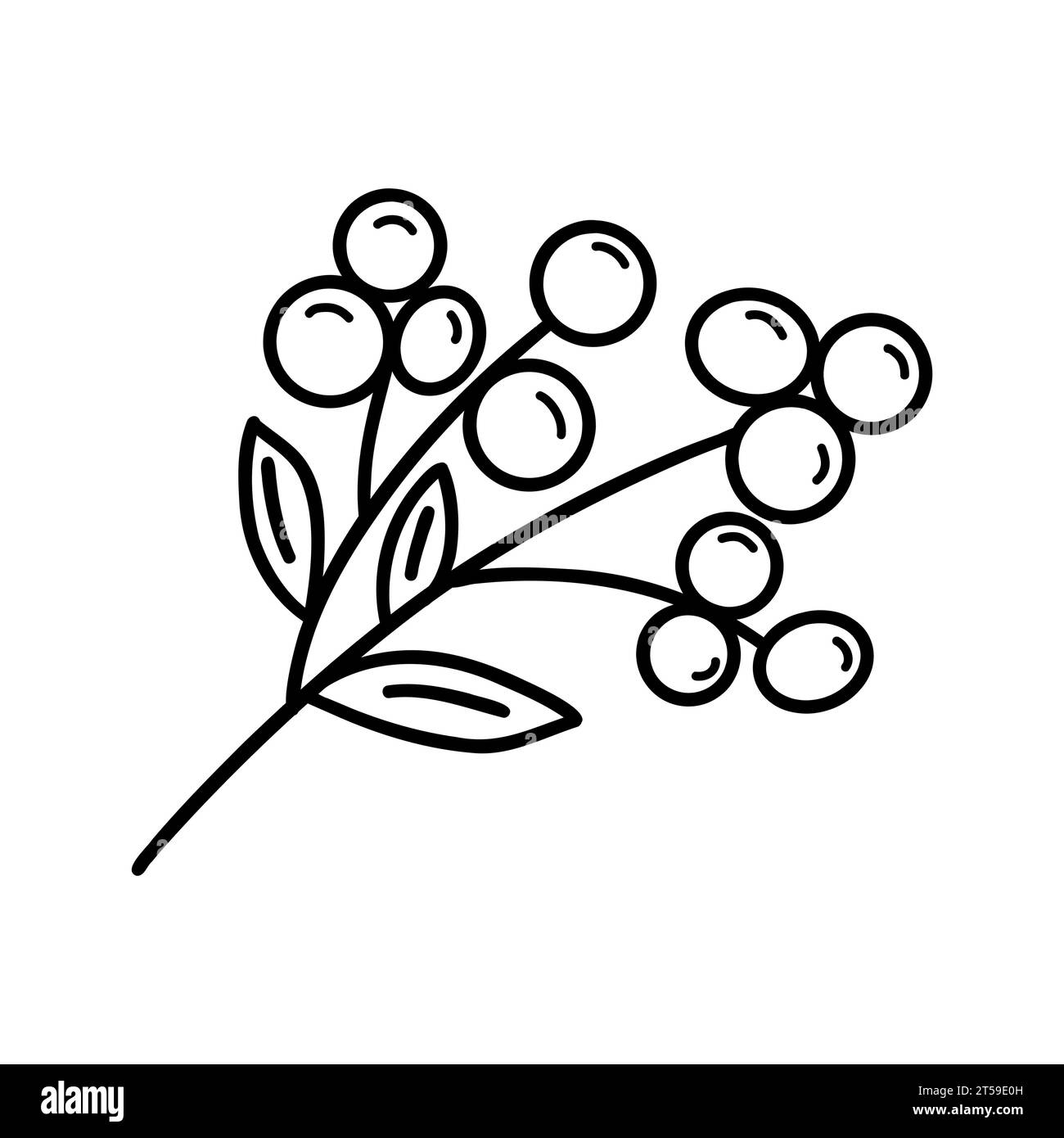 Sprig of rowan with berries. Autumn or winter plant. Icon on white ...