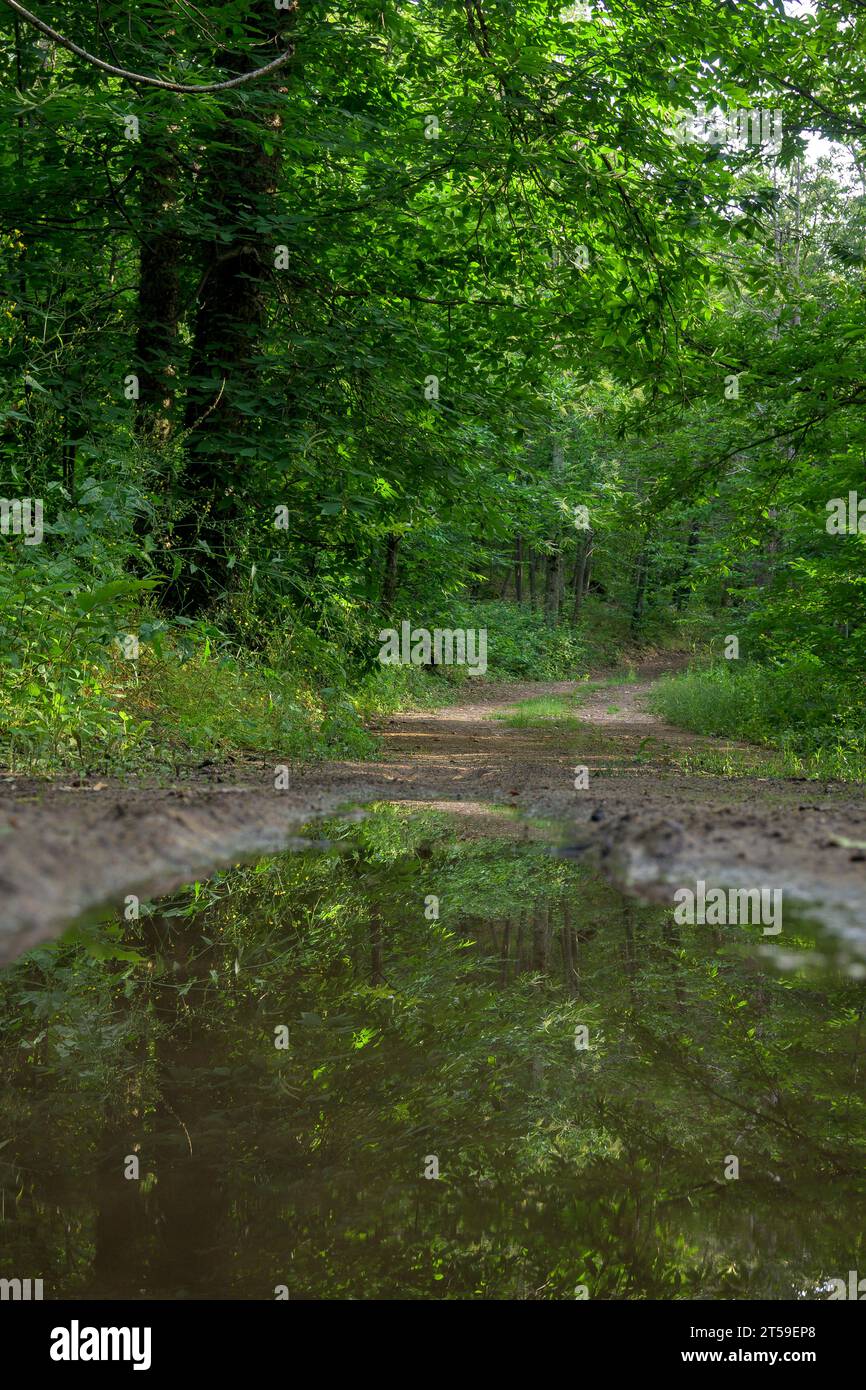 Reflection in puddle of water on wide dirt road in the middle of green ...