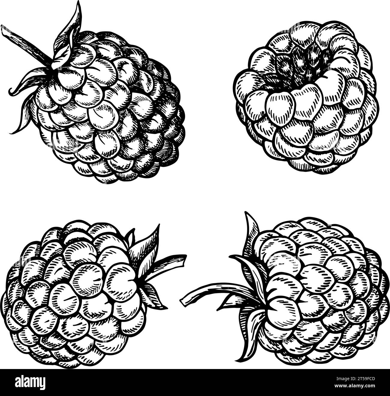 Raspberries. Black and white graphics. Isolated on a white background ...