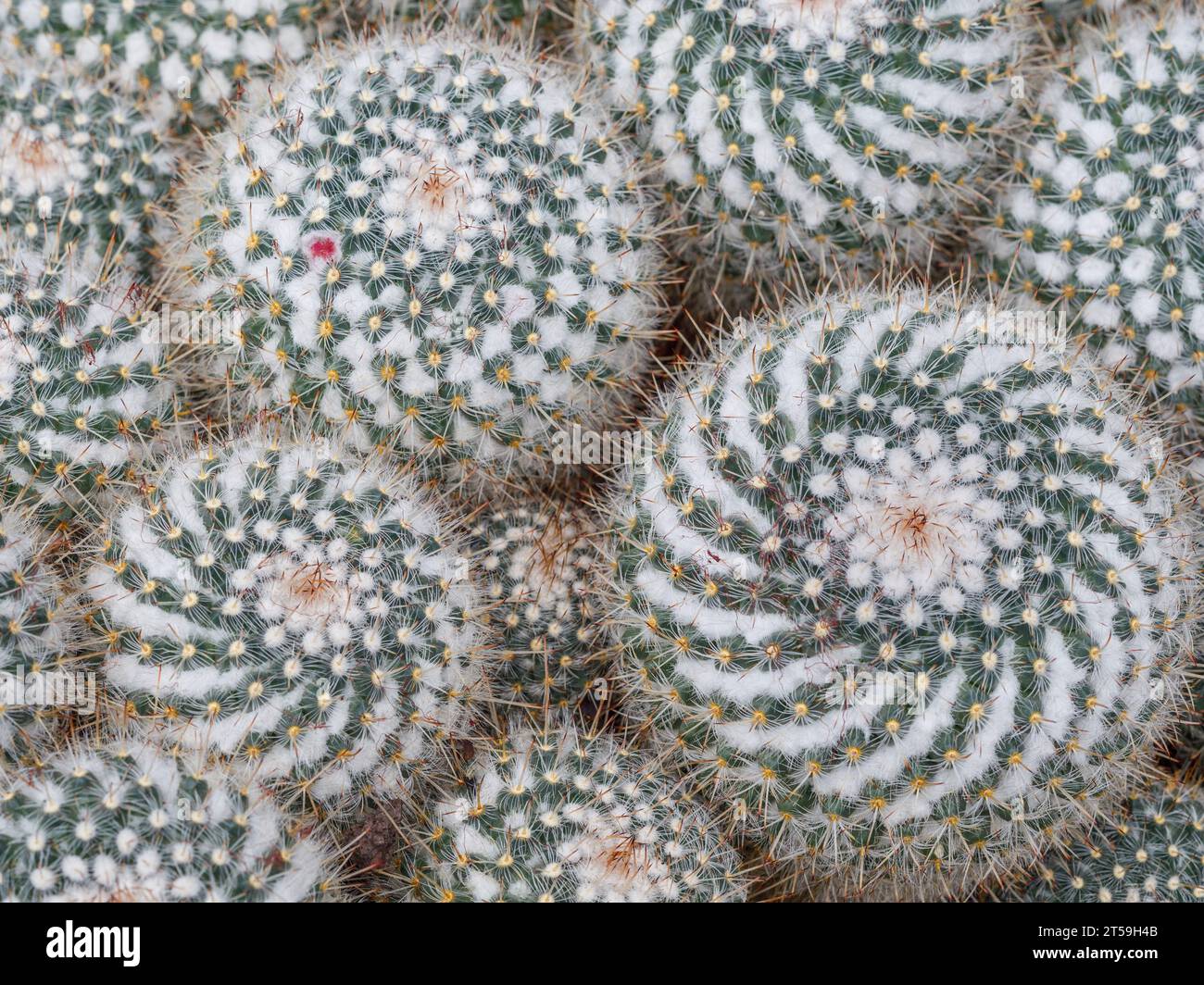 Flowering Silver Ball Cactus Stock Photo - Alamy