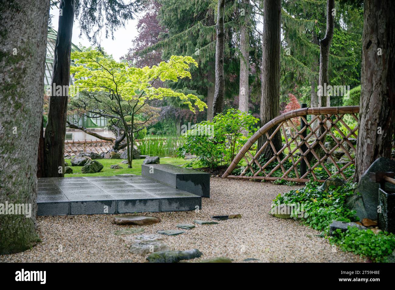 Japnese maple hi-res stock photography and images - Alamy