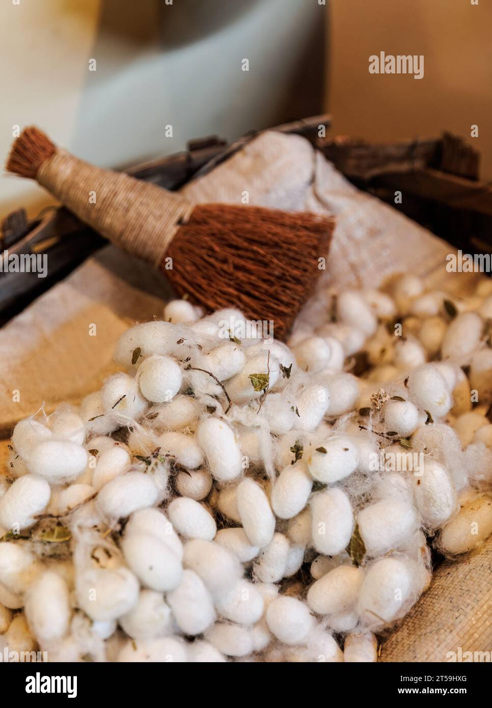 Sericulture step by step silk production process in Soufli Evros Greece ...