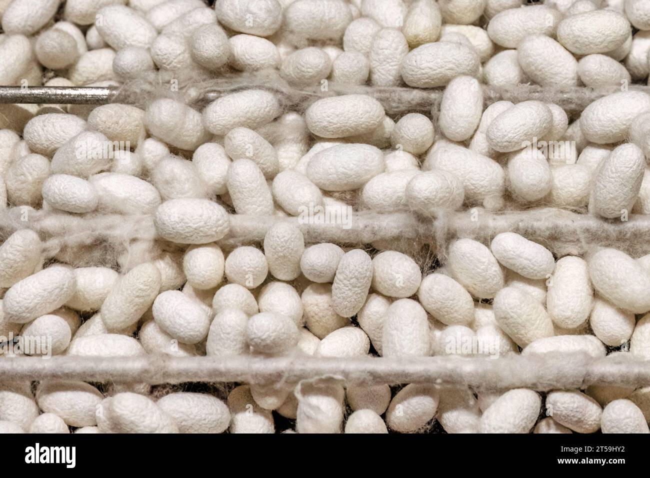 Sericulture step by step silk production process in Soufli Evros Greece ...