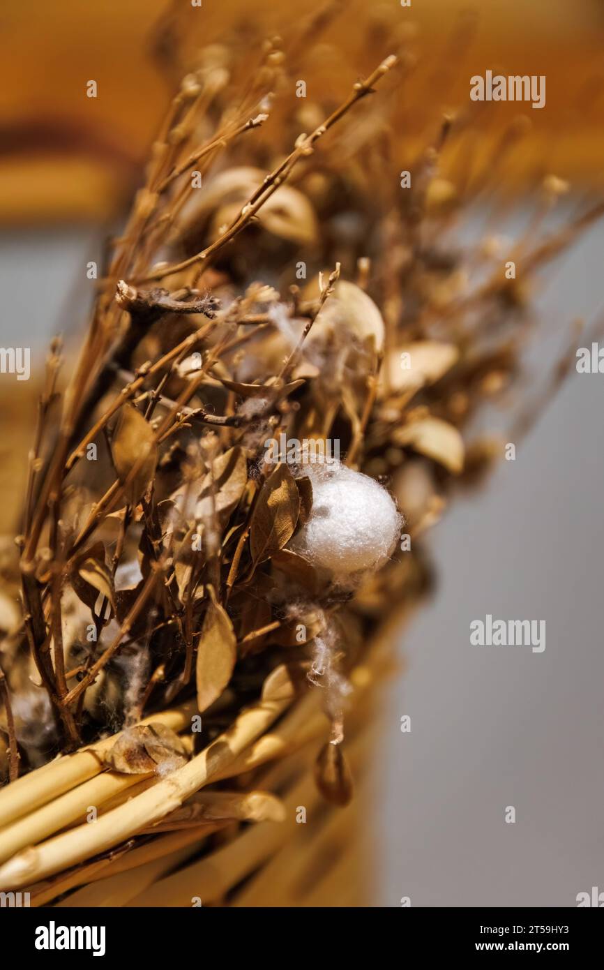 Sericulture step by step silk production process in Soufli Evros Greece, white silk cocoon on ...