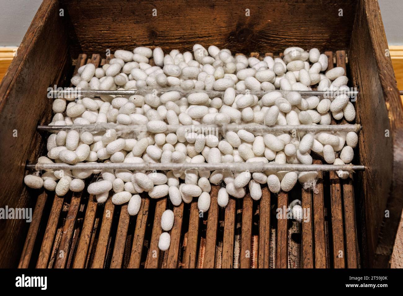 Sericulture step by step silk production process in Soufli Evros Greece ...